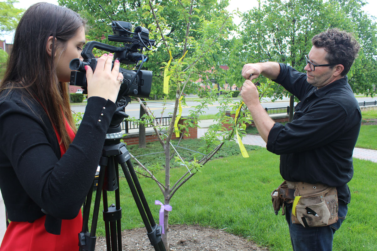 Surprise Acquisition Unveiling! Tree of 40 Fruit by Sam Van Aken - The ...