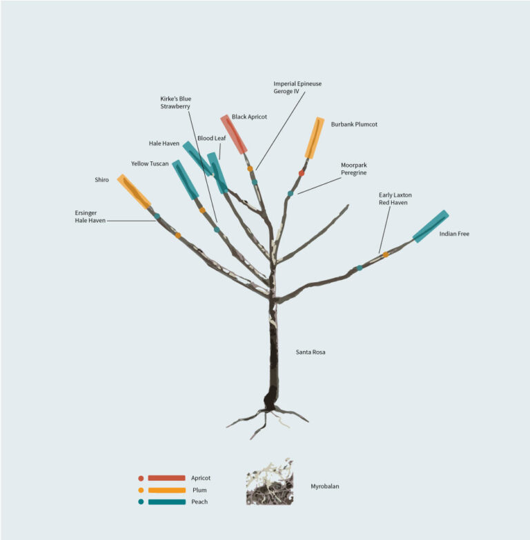 Surprise Acquisition Unveiling! Tree of 40 Fruit by Sam Van Aken - The ...