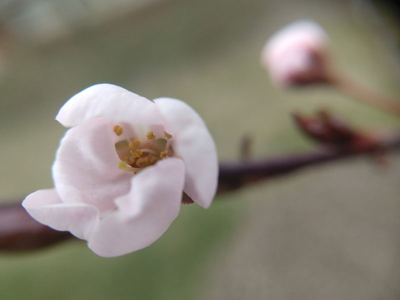 TREE OF FORTY FRUIT #87: Spring 2020 Update - The Rockwell Museum